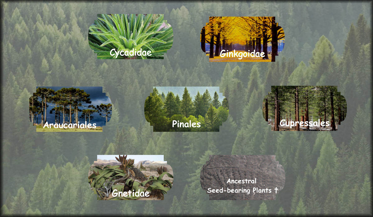 Visual family tree of Flowerless Plant life