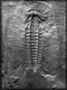 Dinosaurs|Extinct Life|Extinction|Prehistoric Animals|The Dinosaur Fan