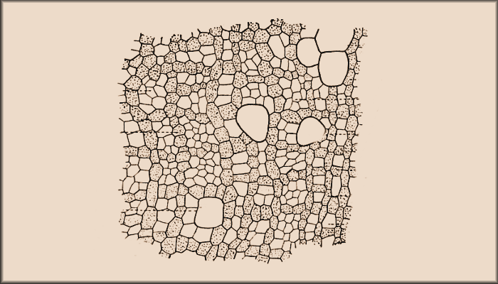 Dinosaurs|Extinct Life|Extinction|Prehistoric Animals|The Dinosaur Fan