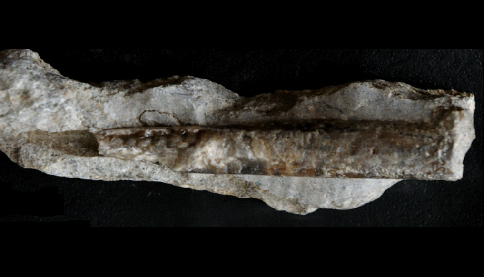 Dinosaurs|Extinct Life|Extinction|Prehistoric Animals|The Dinosaur Fan