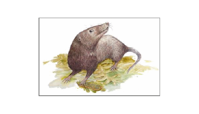 Dinosaurs|Extinct Life|Extinction|Prehistoric Animals|The Dinosaur Fan