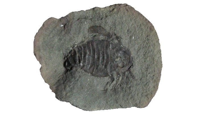 Dinosaurs|Extinct Life|Extinction|Prehistoric Animals|The Dinosaur Fan