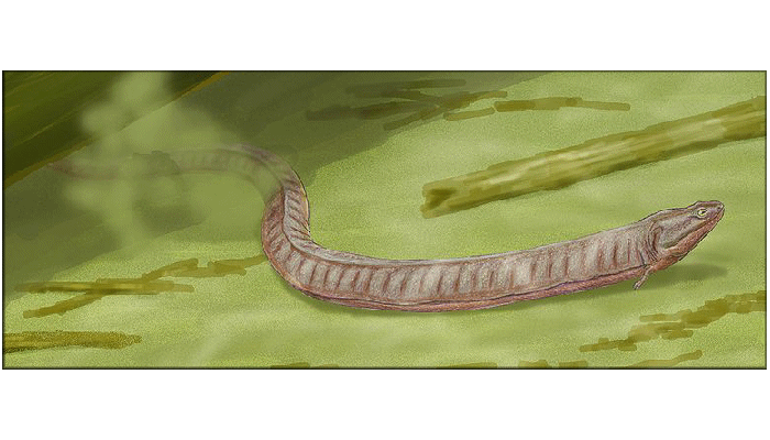 Dinosaurs|Extinct Life|Extinction|Prehistoric Animals|The Dinosaur Fan