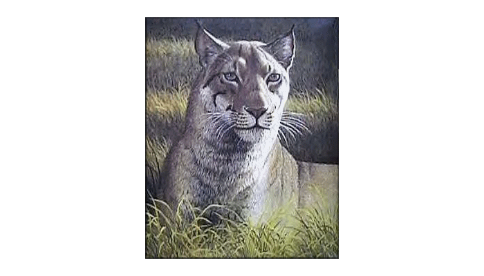 Dinosaurs|Extinct Life|Extinction|Prehistoric Animals|The Dinosaur Fan