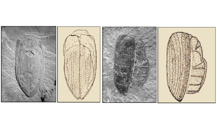 Dinosaurs|Extinct Life|Extinction|Prehistoric Animals|The Dinosaur Fan
