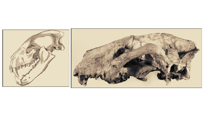Dinosaurs|Extinct Life|Extinction|Prehistoric Animals|The Dinosaur Fan