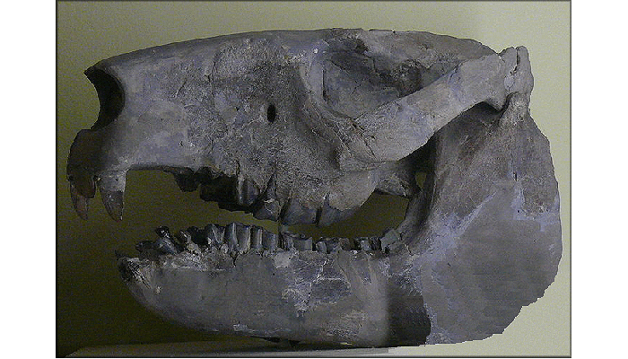 Dinosaurs|Extinct Life|Extinction|Prehistoric Animals|The Dinosaur Fan