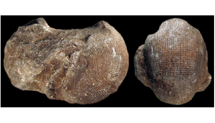 Dinosaurs|Extinct Life|Extinction|Prehistoric Animals|The Dinosaur Fan