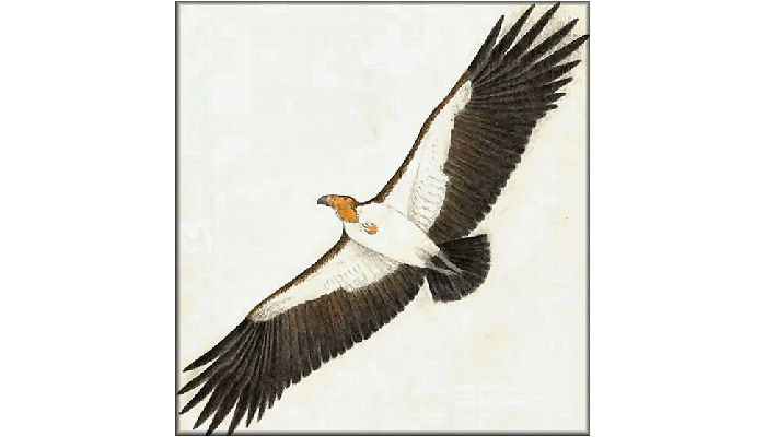 Dinosaurs|Extinct Life|Extinction|Prehistoric Animals|The Dinosaur Fan