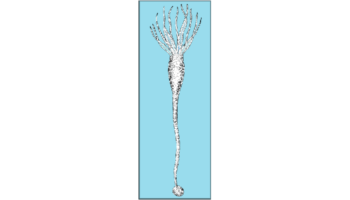 Dinosaurs|Extinct Life|Extinction|Prehistoric Animals|The Dinosaur Fan