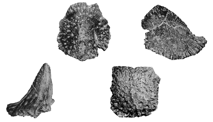 Dinosaurs|Extinct Life|Extinction|Prehistoric Animals|The Dinosaur Fan