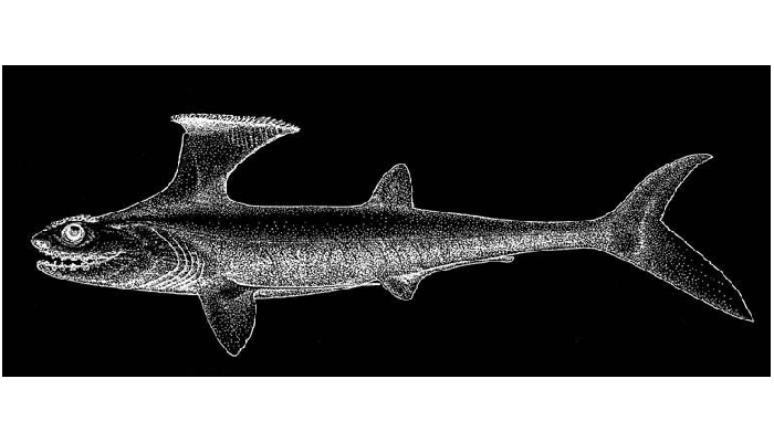 Dinosaurs|Extinct Life|Extinction|Prehistoric Animals|The Dinosaur Fan