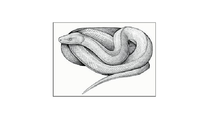 Dinosaurs|Extinct Life|Extinction|Prehistoric Animals|The Dinosaur Fan