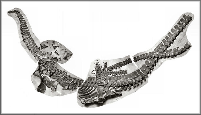 Images and collectibles of living & extinct animals