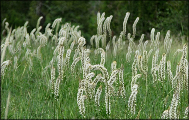 Images and collectibles of living & extinct animals