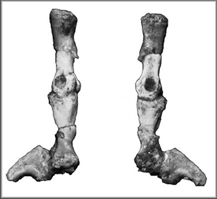 Dinosaurs|Extinct Life|Extinction|Prehistoric Animals|The Dinosaur Fan