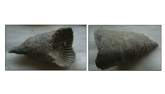 Dinosaurs|Extinct Life|Extinction|Prehistoric Animals|The Dinosaur Fan