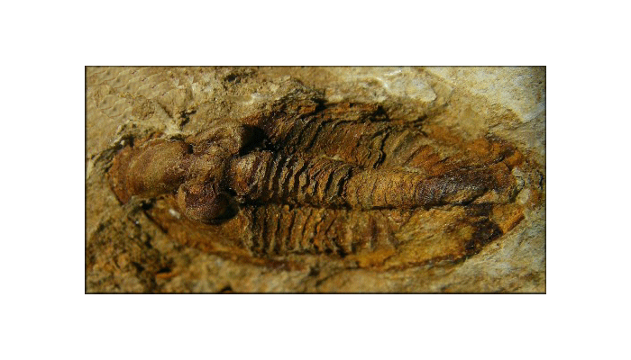 Dinosaurs|Extinct Life|Extinction|Prehistoric Animals|The Dinosaur Fan