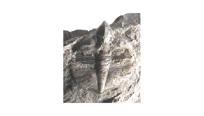 Dinosaurs|Extinct Life|Extinction|Prehistoric Animals|The Dinosaur Fan