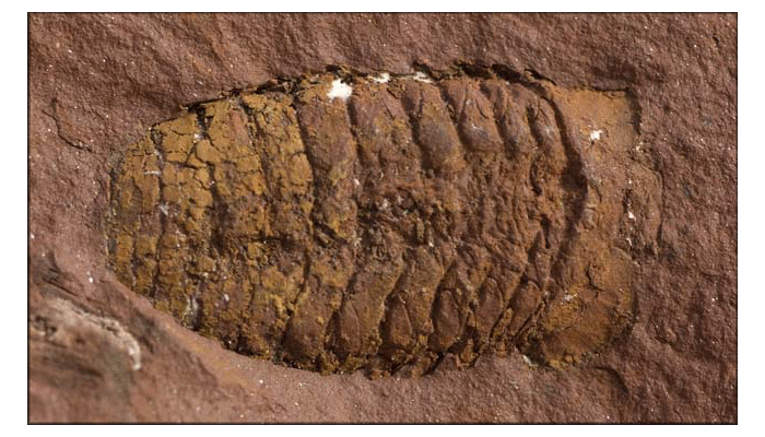 Dinosaurs|Extinct Life|Extinction|Prehistoric Animals|The Dinosaur Fan