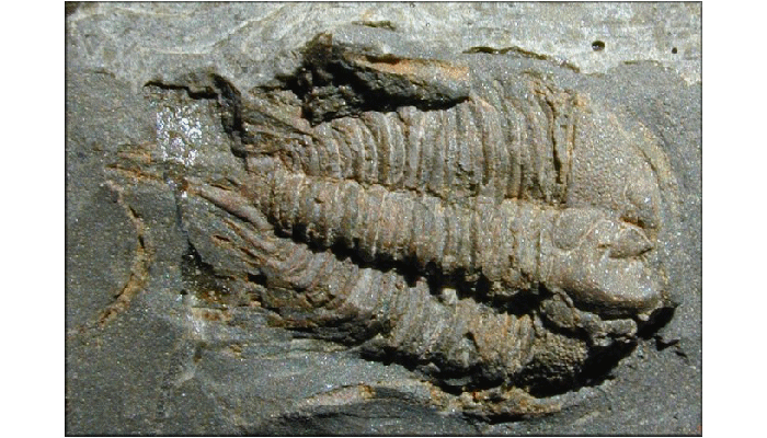 Dinosaurs|Extinct Life|Extinction|Prehistoric Animals|The Dinosaur Fan