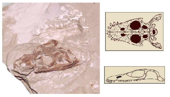 Images and collectibles of living & extinct animals