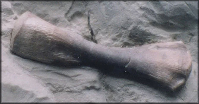 Images and collectibles of living & extinct animals