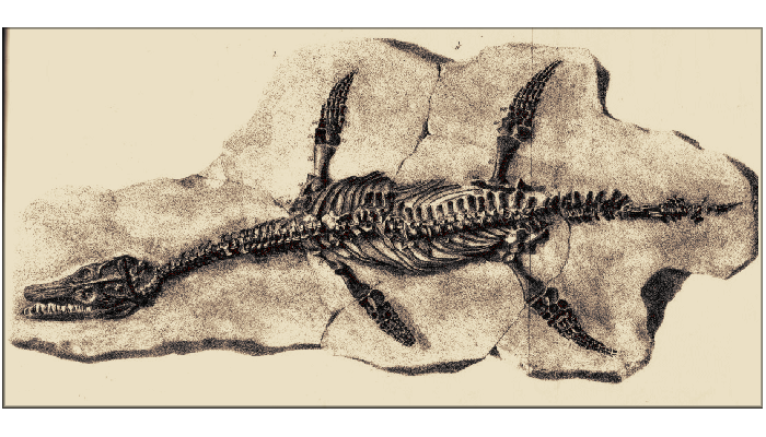 Images and collectibles of living & extinct animals