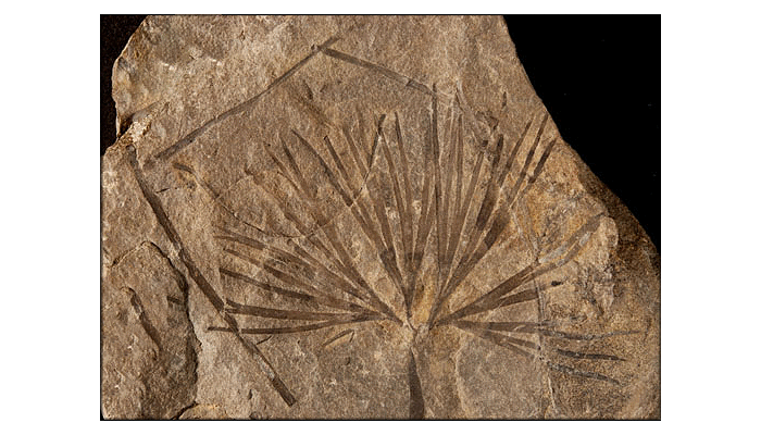 Images and collectibles of living & extinct animals