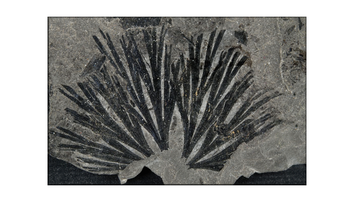 Images and collectibles of living & extinct animals