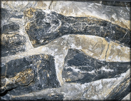 Images and collectibles of living & extinct animals