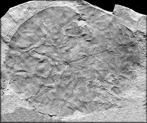 Dinosaurs|Extinct Life|Extinction|Prehistoric Animals|The Dinosaur Fan