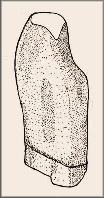 Images and collectibles of living & extinct animals