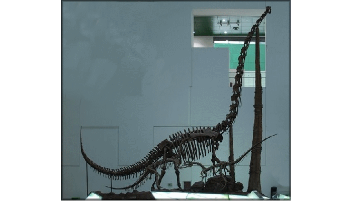 Images and collectibles of living & extinct animals