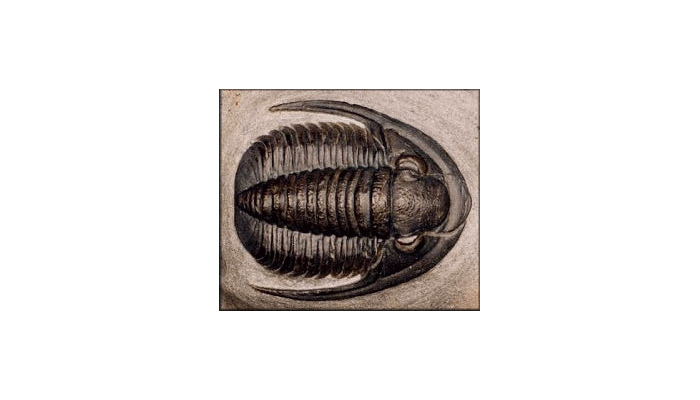 Dinosaurs|Extinct Life|Extinction|Prehistoric Animals|The Dinosaur Fan