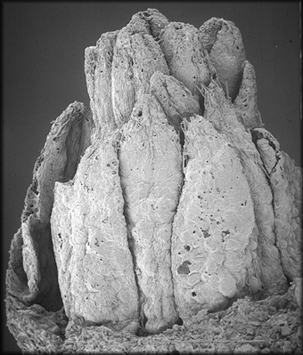 Dinosaurs|Extinct Life|Extinction|Prehistoric Animals|The Dinosaur Fan