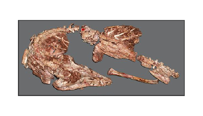 Images and collectibles of living & extinct animals