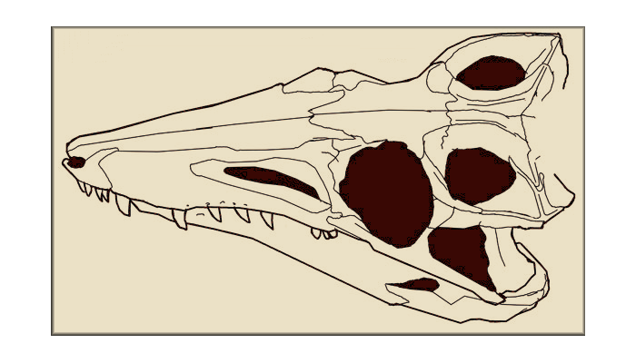 Images and collectibles of living & extinct animals