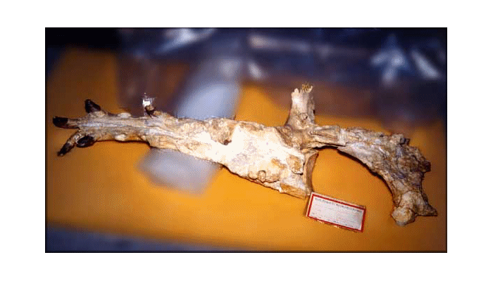 Dinosaurs|Extinct Life|Extinction|Prehistoric Animals|The Dinosaur Fan