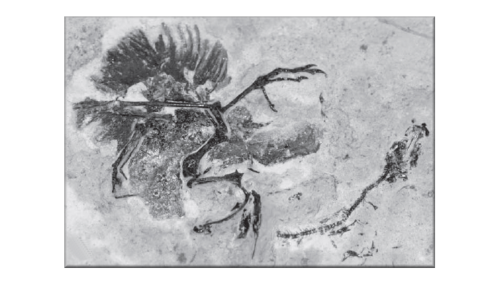 Dinosaurs|Extinct Life|Extinction|Prehistoric Animals|The Dinosaur Fan