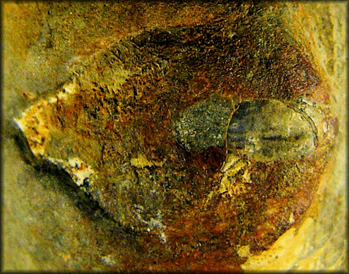 Dinosaurs|Extinct Life|Extinction|Prehistoric Animals|The Dinosaur Fan