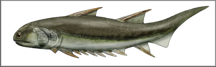 Images and collectibles of living & extinct animals