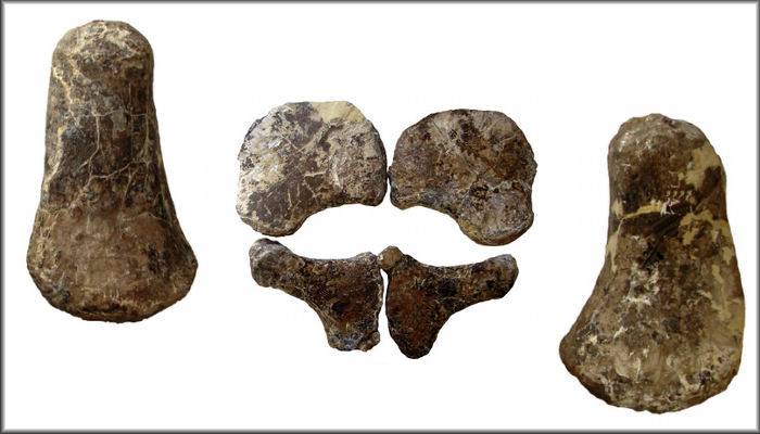 Images and collectibles of living & extinct animals