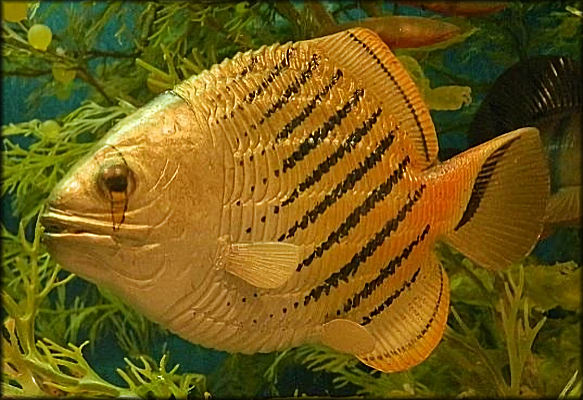 Images and collectibles of living & extinct animals