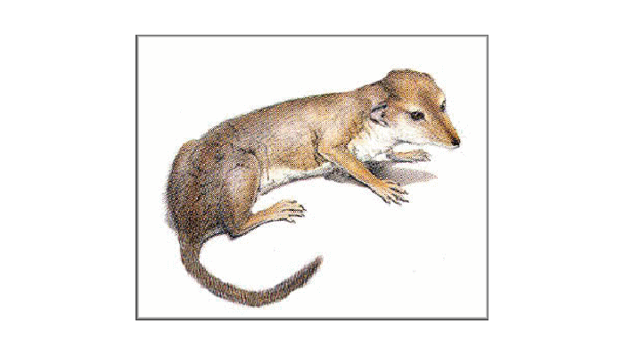 Dinosaurs|Extinct Life|Extinction|Prehistoric Animals|The Dinosaur Fan