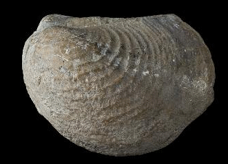 Dinosaurs|Extinct Life|Extinction|Prehistoric Animals|The Dinosaur Fan