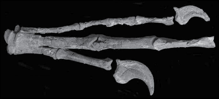 Dinosaurs|Extinct Life|Extinction|Prehistoric Animals|The Dinosaur Fan