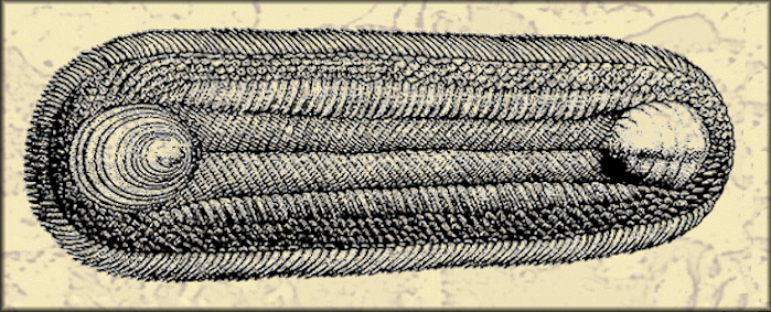 Dinosaurs|Extinct Life|Extinction|Prehistoric Animals|The Dinosaur Fan