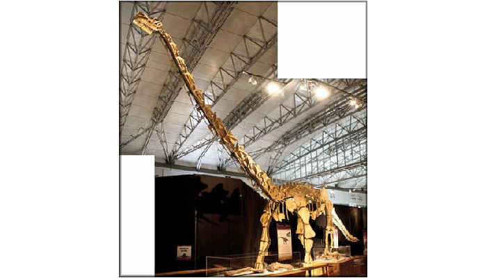 Images and collectibles of living & extinct animals