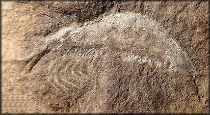 Dinosaurs|Extinct Life|Extinction|Prehistoric Animals|The Dinosaur Fan